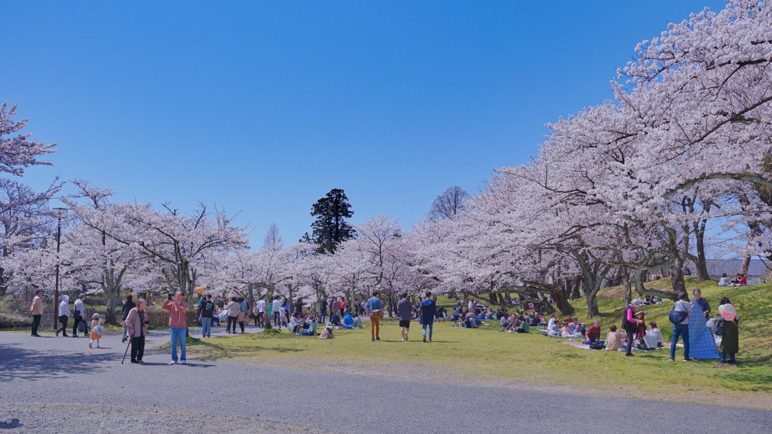 Hanami in Japan: A Magical Celebration of Cherry Blossoms 🌸 – Discover With